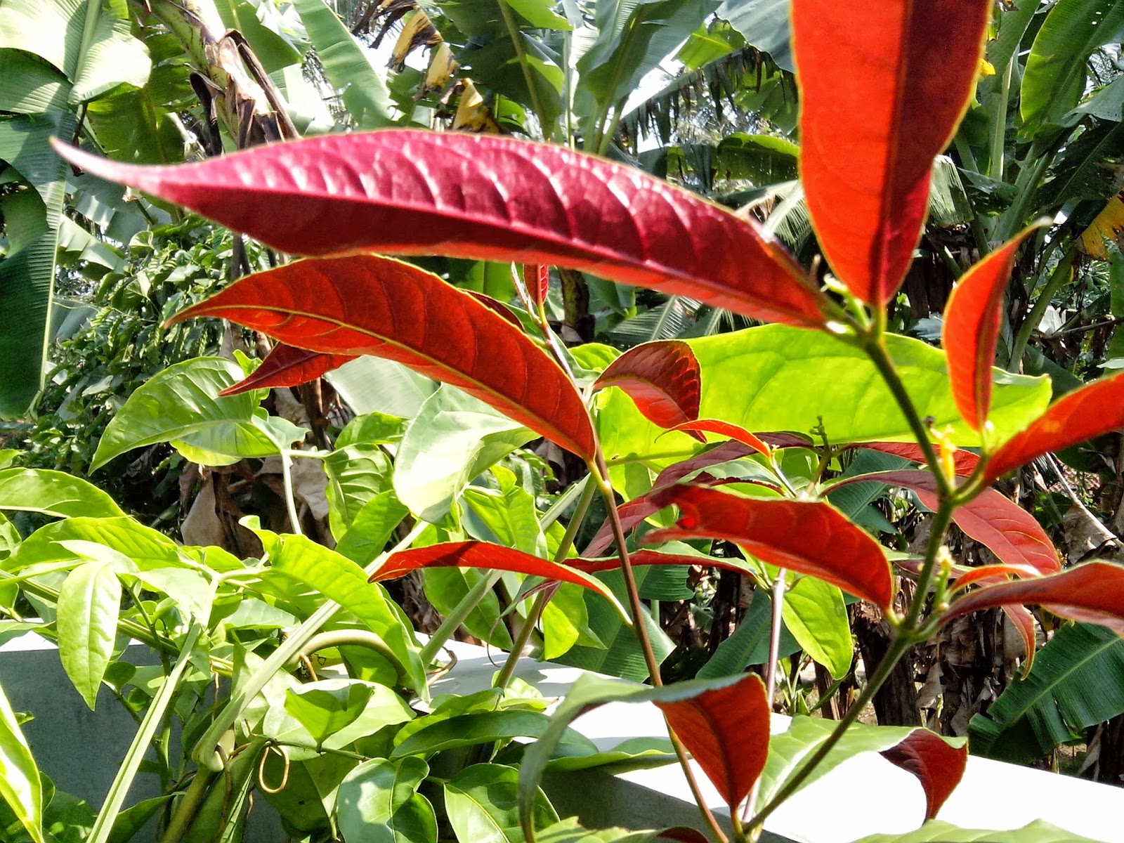 Endah Murniyati's Journey: SAMBANG DARAH