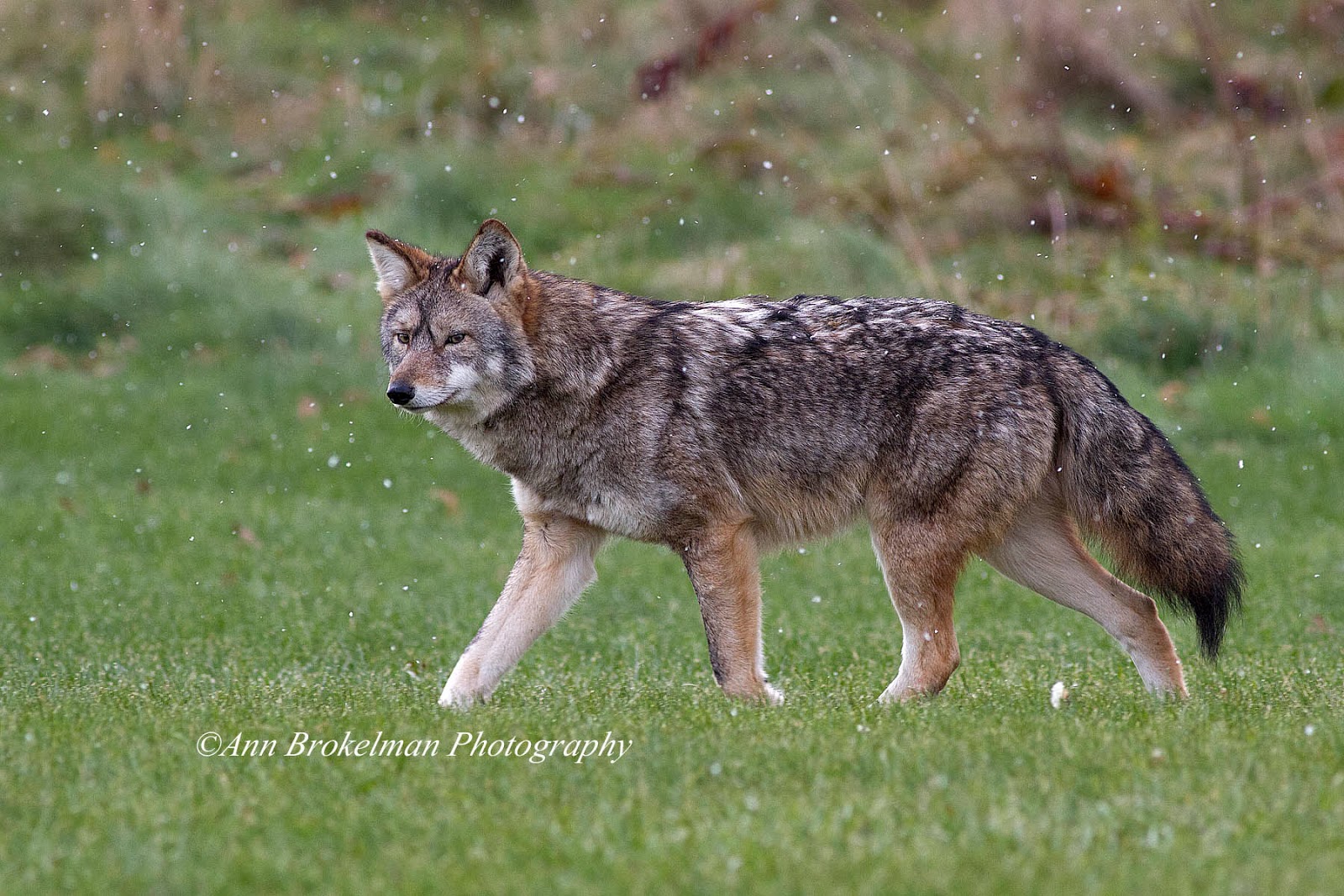 Ann Brokelman Photography: Coyote magic - outside of Toronto Nov 12, 2013