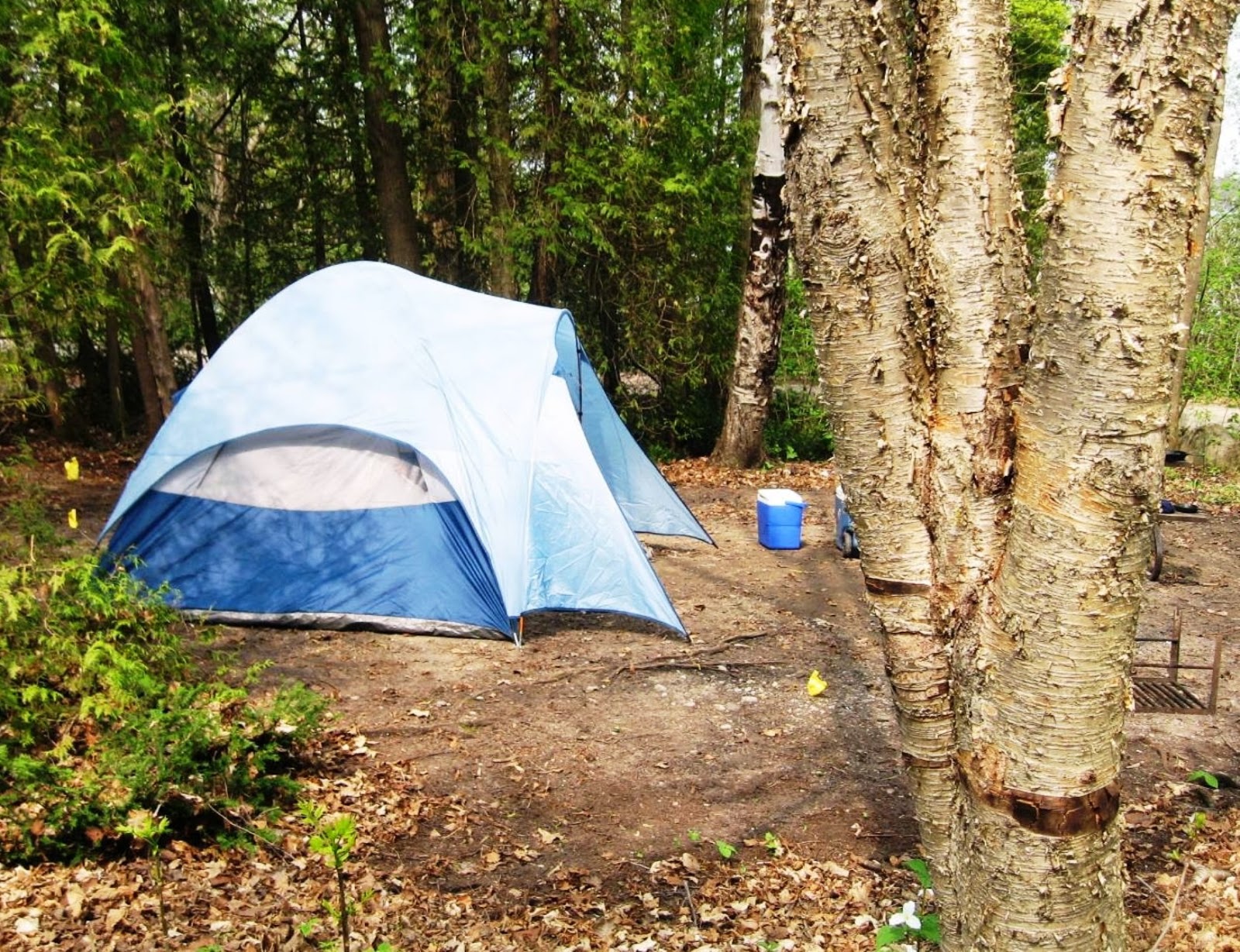 One Tank Trips: Ontario Parks' campgrounds are coming to life after a ...