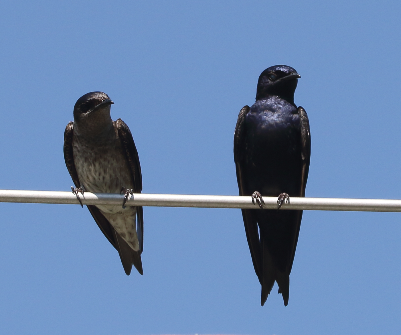 The Birds & The Bees: purple martin banding