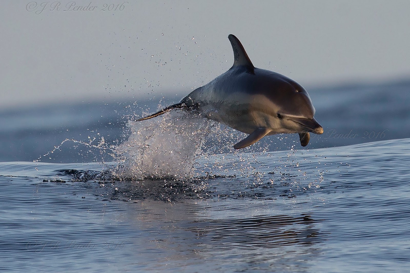 Joe Pender Wildlife Photography: Common Dolphins