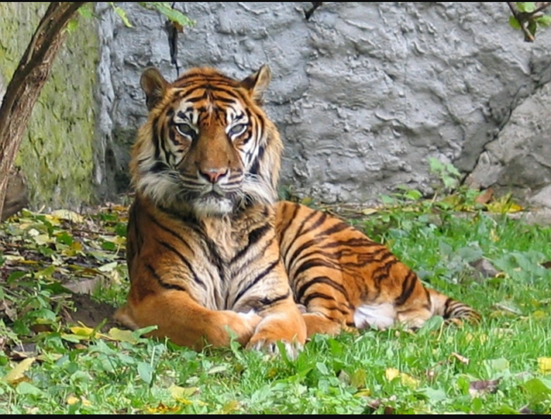 In the land of tigers by sreekesh puthuvassery ~ Baratheeyam