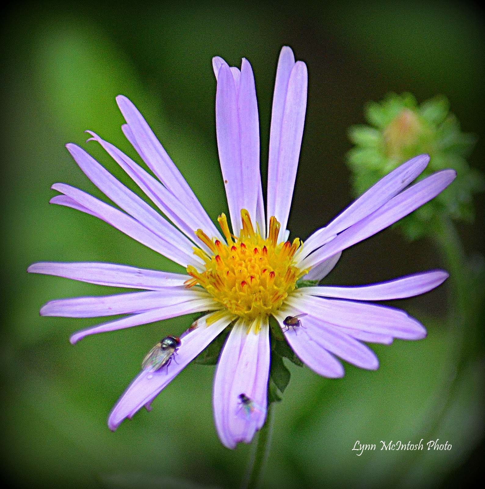 Southwest Florida Gardener: Wildflowers or Weeds?