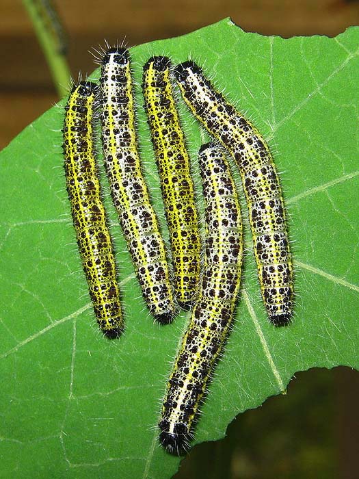 Mats gröna fingrar: Larvigt värre… eller?