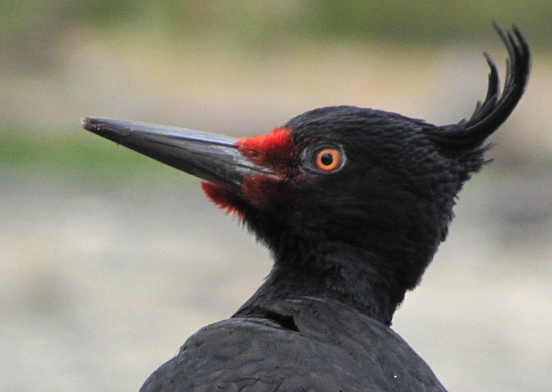 Aves Australes: Carpintero Negro