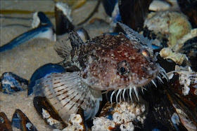 Real Monstrosities: Armed Bullhead