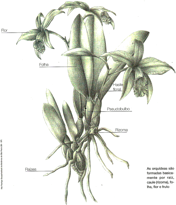 Como Cultivar Orquídeas: Estruturas que compõem uma orquídea