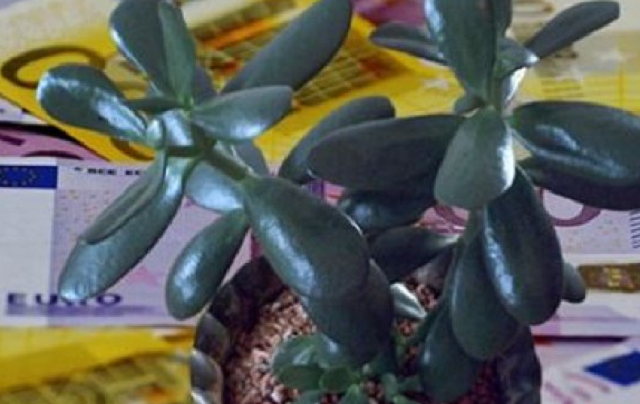 DA LI ZNATE ZA "DRVO NOVCA": Biljka koju trebate staviti ispred vrata i ...