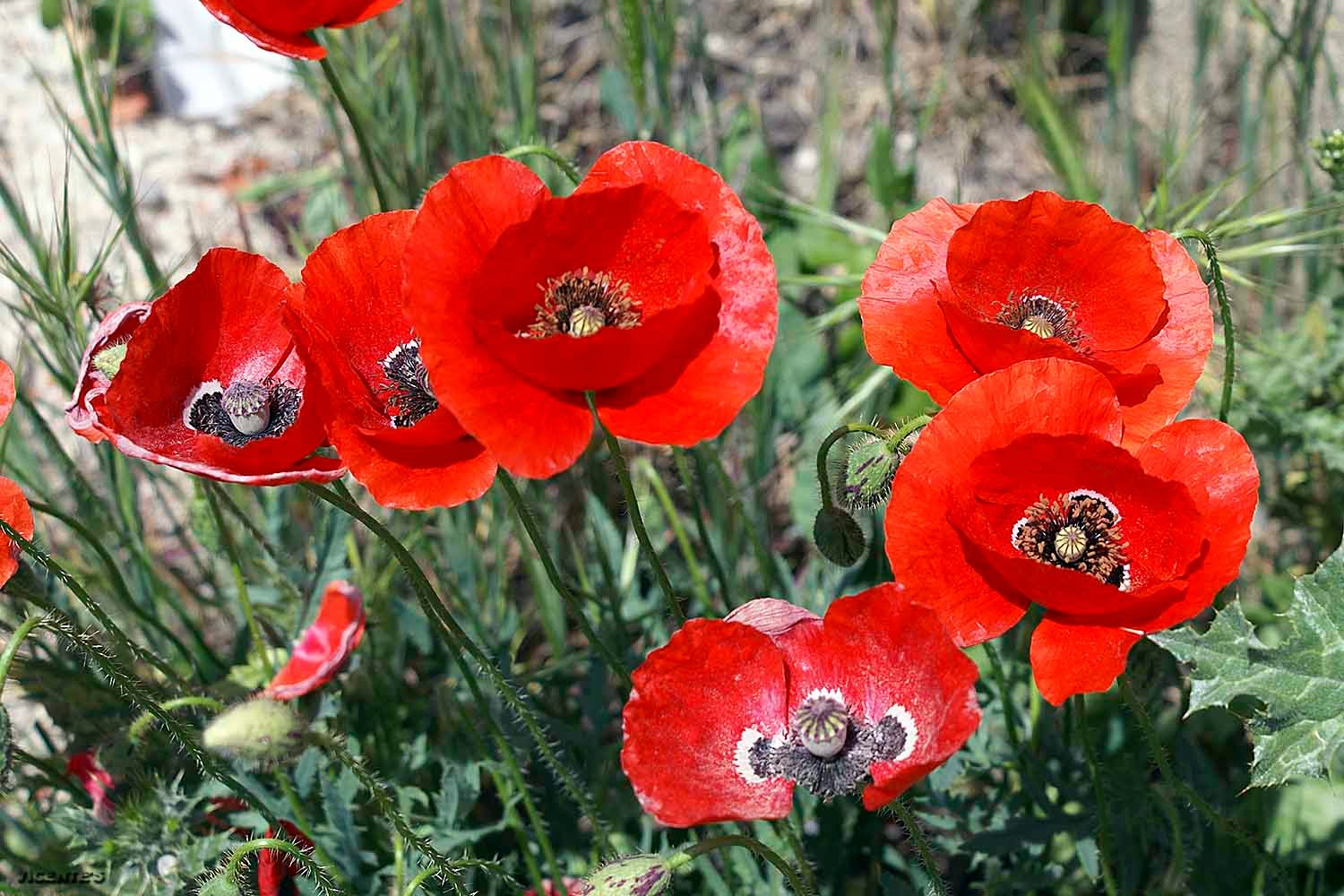 Las flores silvestres de Hormaza: Papaver rhoeas