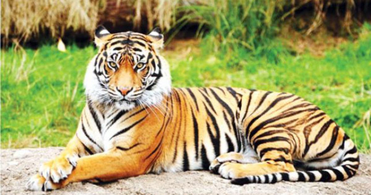 Bengal tiger Biography
