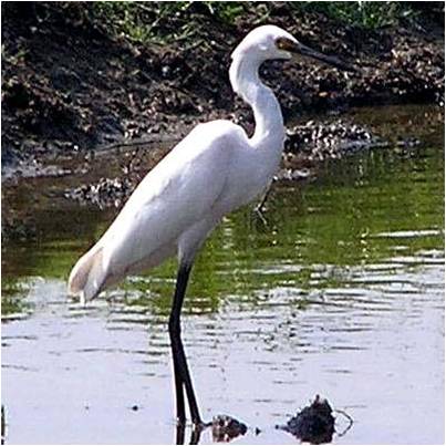 Perilaku dan Pitutur a la Jawa: KUNTUL DIUNEKAKE DHANDHANG dan ...