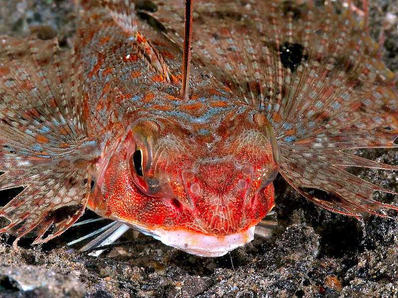 Greatness Indonesia: Flying Gurnard (Sea Robin) "Ikan Terbang" yang ...
