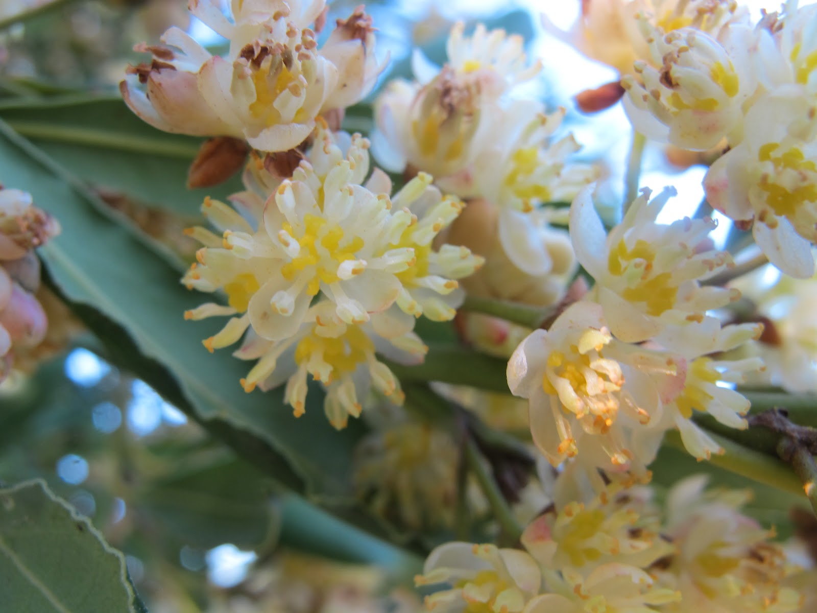 FLORA NEL SALENTO e.. anche altrove: Laurus nobilis L. - Lauraceae ...