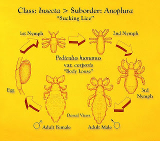 Nit Not Lice Removal Service: Head Lice - Life Cycle