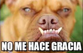 Memes de perros 🐶
