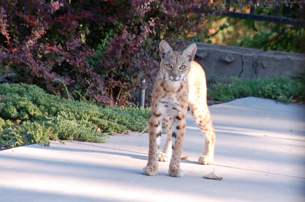 Visiting Bobcat