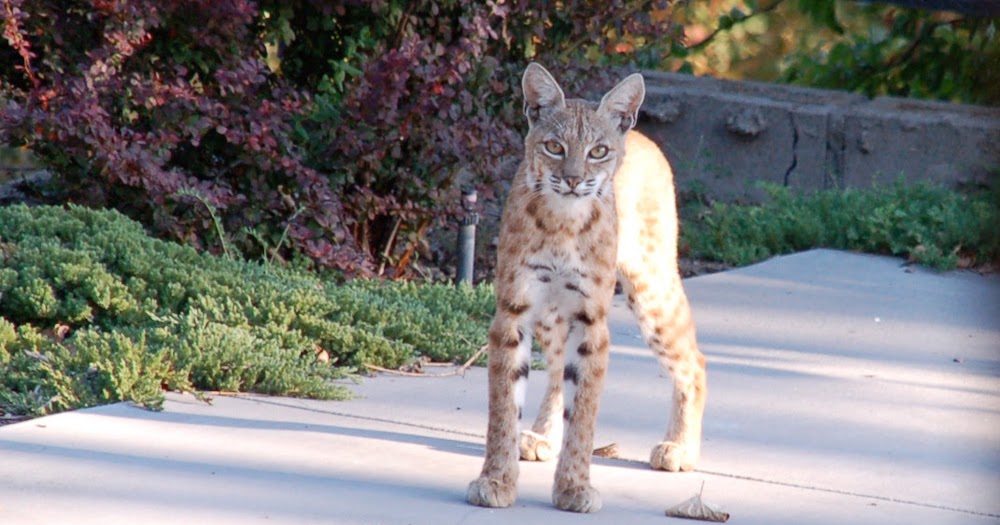 Visiting Bobcat