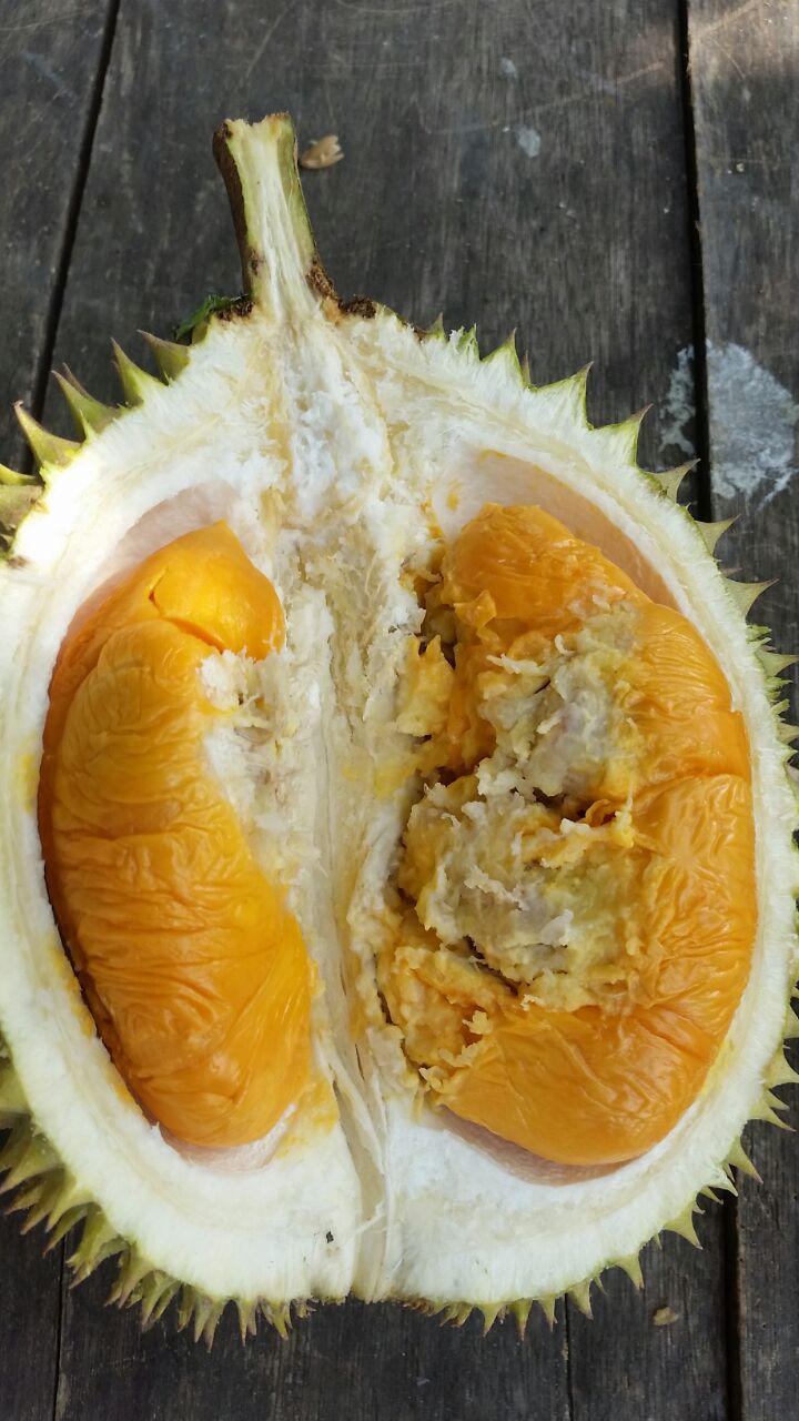RARE - Durian Bunga Merah