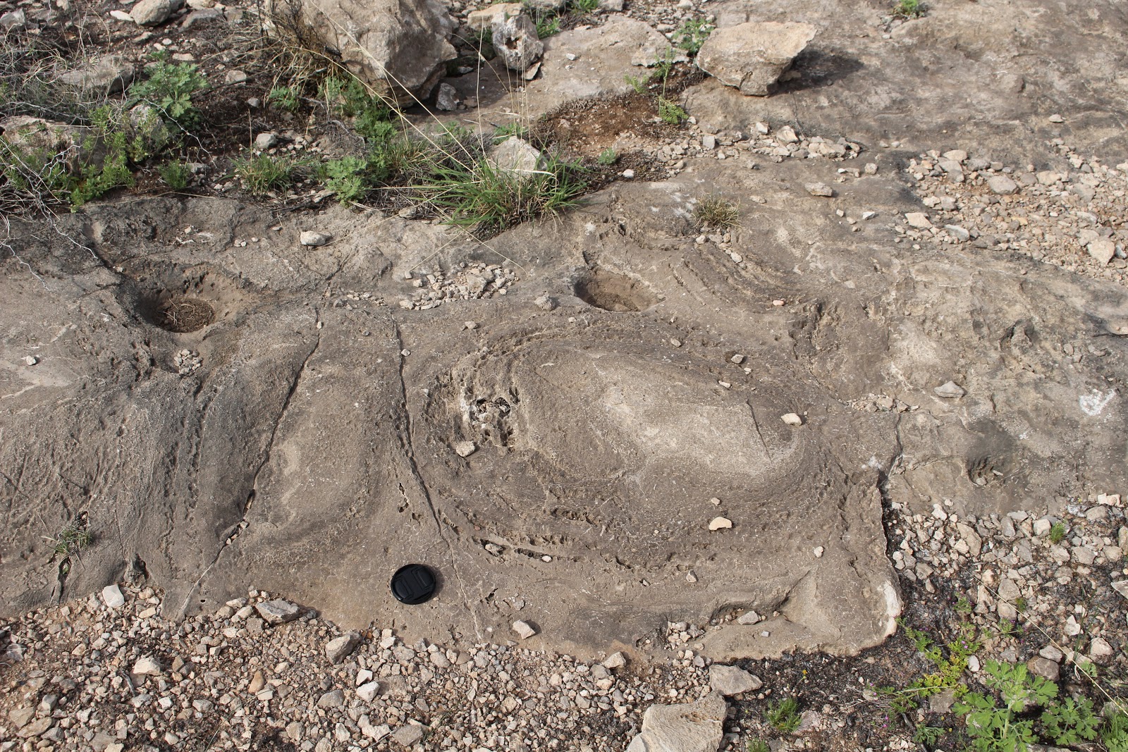 Finding Fossils...: The Permian Capitan Reef