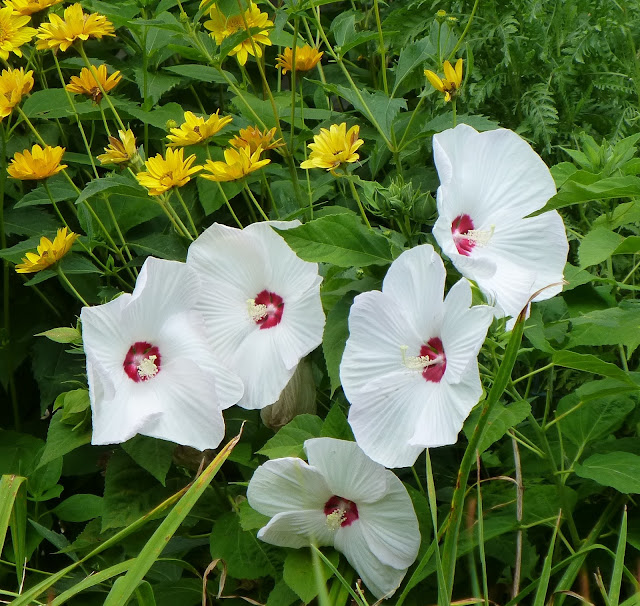 My Life in Retirement: One Bloomin' Season - Garden Blogger's Bloom Day