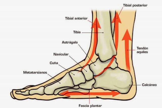 BLOG DE EDUCACIÓN FÍSICA por Jesús Madrid Boyero: EL TOBILLO: MUCHO MÁS ...