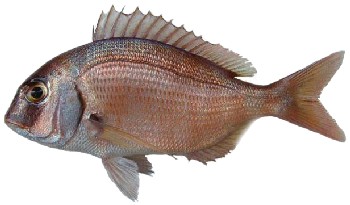 PEIXE PARGO (Pagrus pagrus)