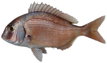PEIXE PARGO (Pagrus pagrus)