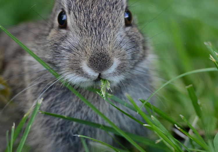 Red and the Peanut: Cute, sweet, fuzzy bunny in the wet grass at Magee ...