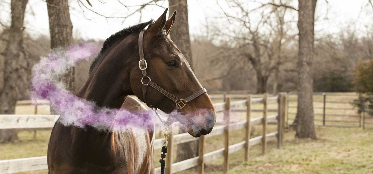 SERIOUSLY HORSING AROUND