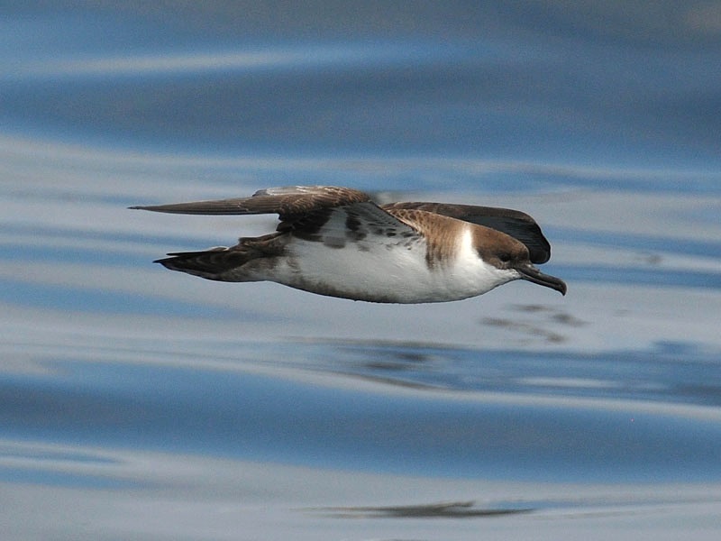 Nature Cameos: Great Shearwater, simply beautiful