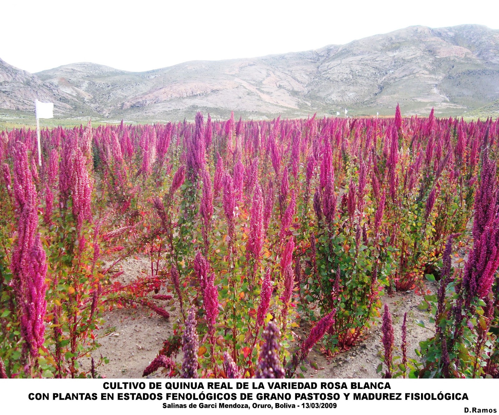 Todo sobre la Quinua: enero 2013