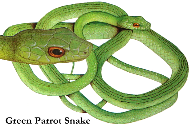 Tales of an El Paso Trail Runner