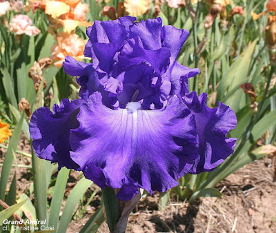 World of Irises: French Irises and Their Hybridizers