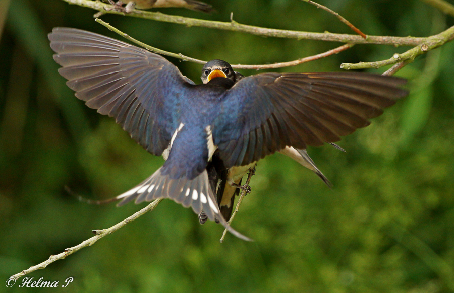 Helma's natuurfoto's: Zwaluwtjes worden gevoerd.....