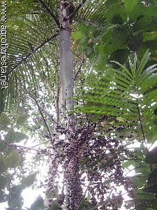 Jussara Carvalho Escritora: Curiosidade sobre Jussara