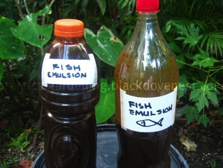 Neighborhood Dirt: HOW TO EXTRACT AND COLLECT HOMEMADE FISH EMULSION