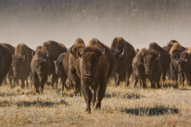 White Wolf : International Bison Conference announces goal of 1 million ...