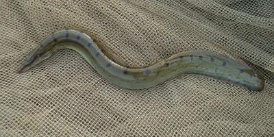 Bangladesh Development Studies: Freshwater Fish of Bangladesh