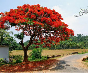 Jenis-jenis Pohon Peneduh yang Biasanya Ada di Tepi Jalan ~ Juragan Les