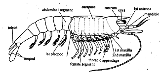 Kelas Crustacea (Kelompok Udang)