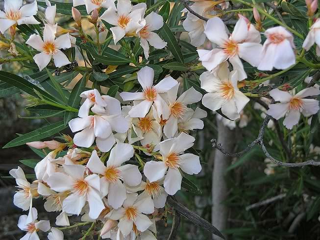 ΠΙΚΡΟΔΑΦΝΗ - Nerium Oleander | ΒΟΤΑΝΟΘΕΡΑΠΕΙΑ . ΘΕΡΑΠΕΥΤΙΚΑ ΦΥΤΑ ΚΑΙ ΒΟΤΑΝΑ