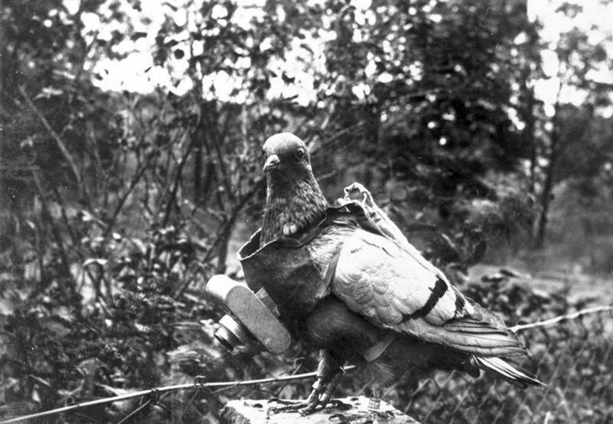 Black and White Pictures of Animals in World War I ~ Vintage Everyday