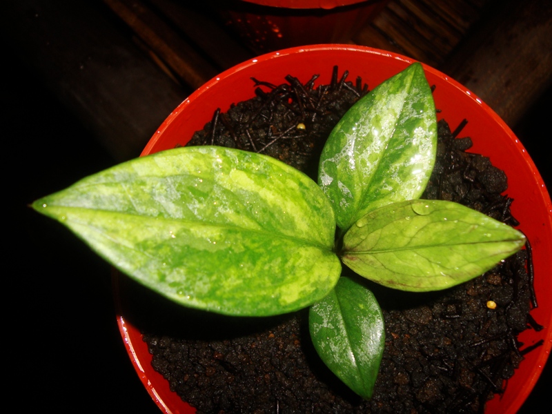 Galeri Agribisnis Solo - Karangpandan-Tawangmangu -Karanganyar: 3 Jenis ...