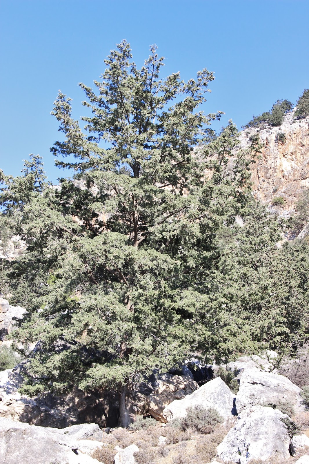 Biodiversity of Cyprus by NGO Protection of the Natural Heritage and ...