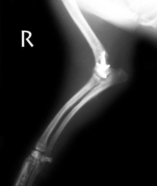 ARTROVET: Fractura y luxación de codo