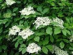 VINDECARE NATURISTA: DESPRE ARBUSTUL de SOC