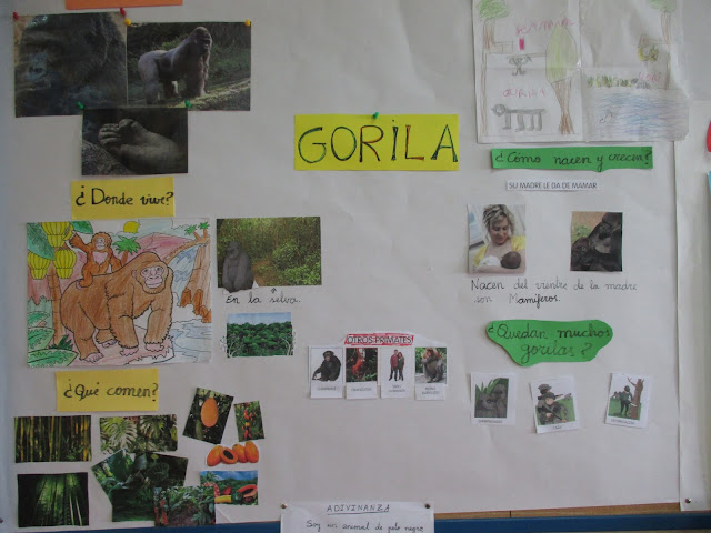 PEQUECHOS DE GELIS: TERMINAMOS NUESTRO PROYECTO "LOS GORILAS"