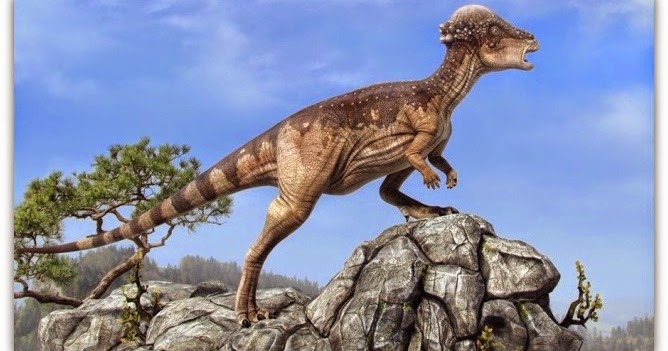 a mesozoic field guide: Pachycephalosaurus
