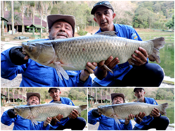 PESQUEIRO RANCHÃO DO PEIXE - MAIRIPORÃ - SP - VARIEDADE DE ESPÉCIES NA ...
