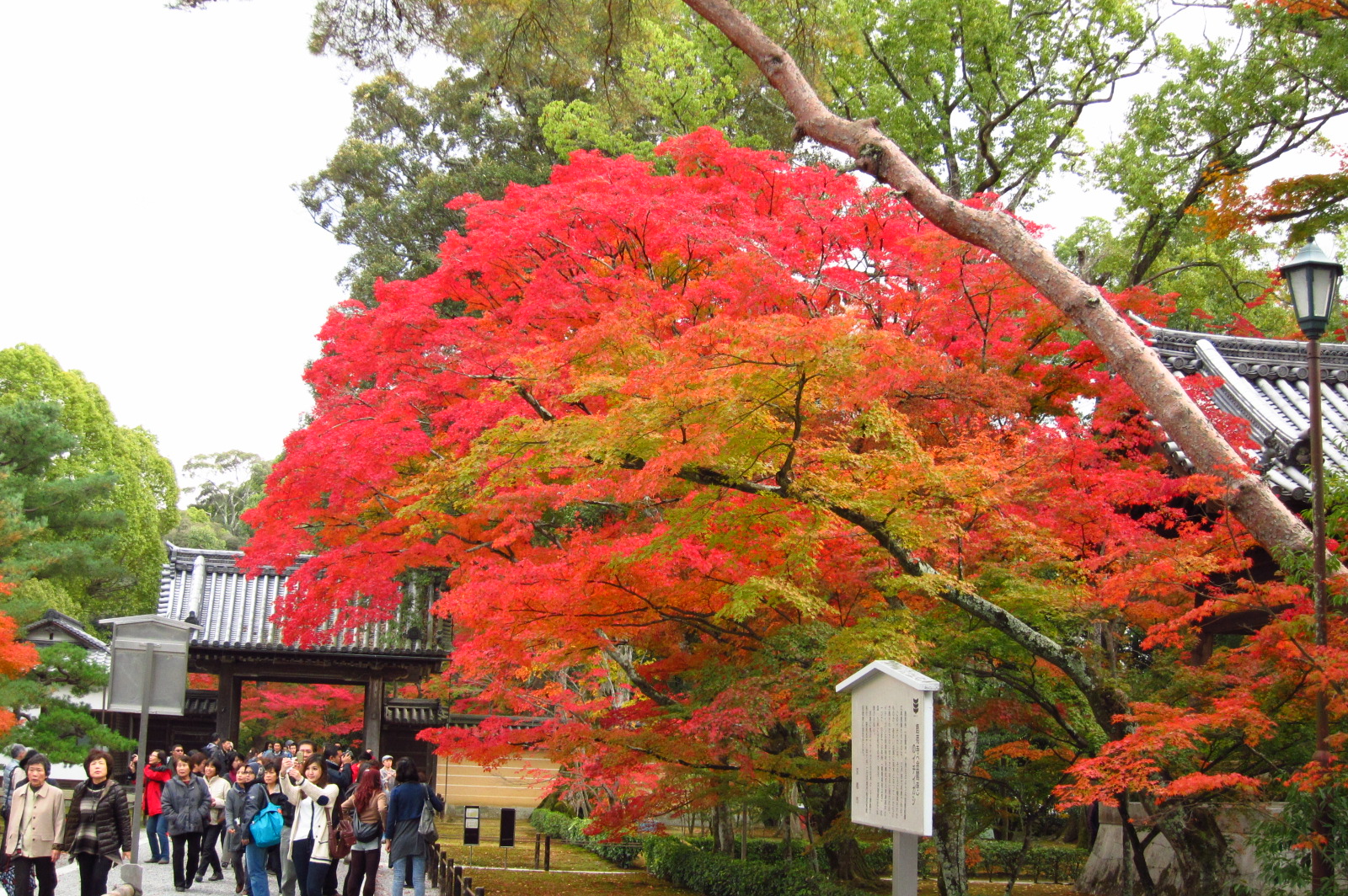 Round of the Seasons in Japan: Red Maple Leaves